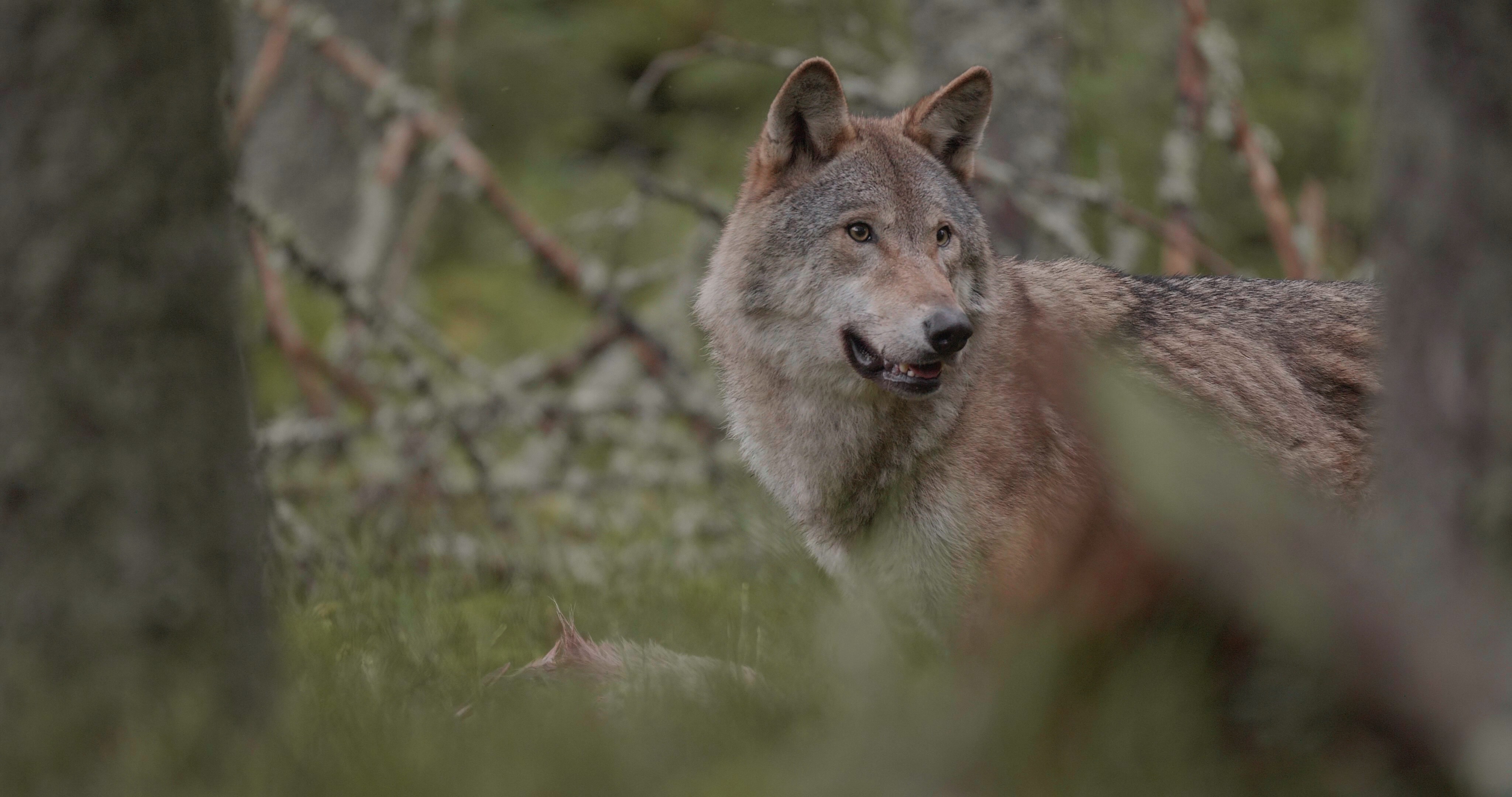 Wolf - Schoolmetcultuur.be